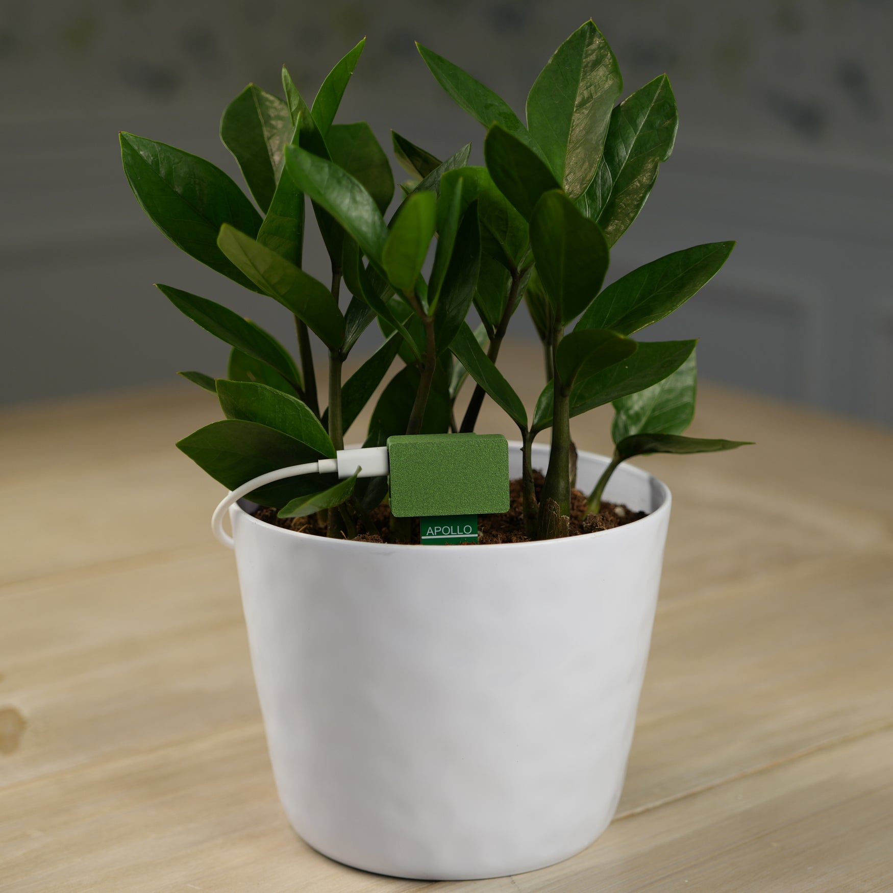 PLT-1 Ultimate Plant Sensor For Home Assistant | Apollo Automation