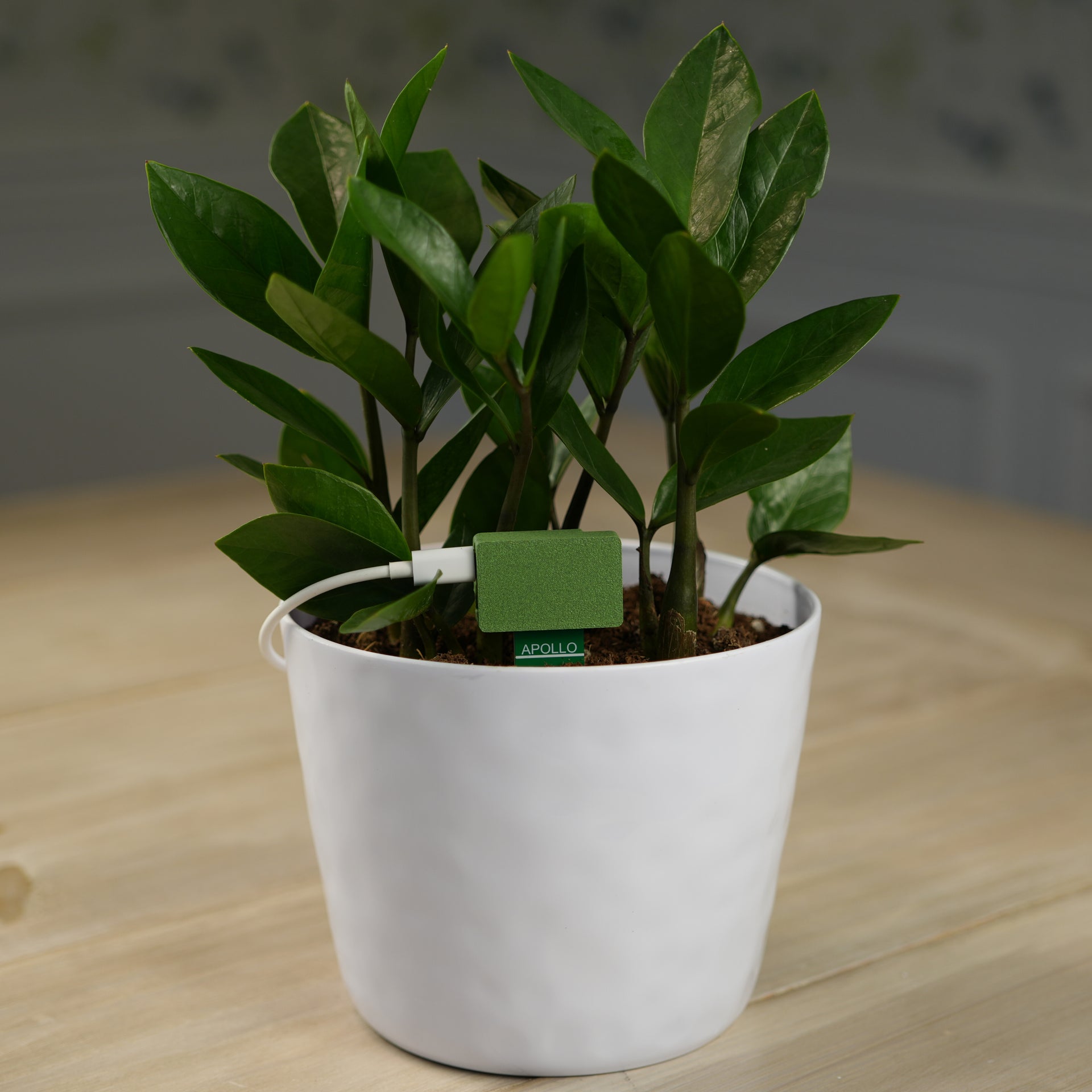 PLT-1 Ultimate Plant Sensor For Home Assistant | Apollo Automation