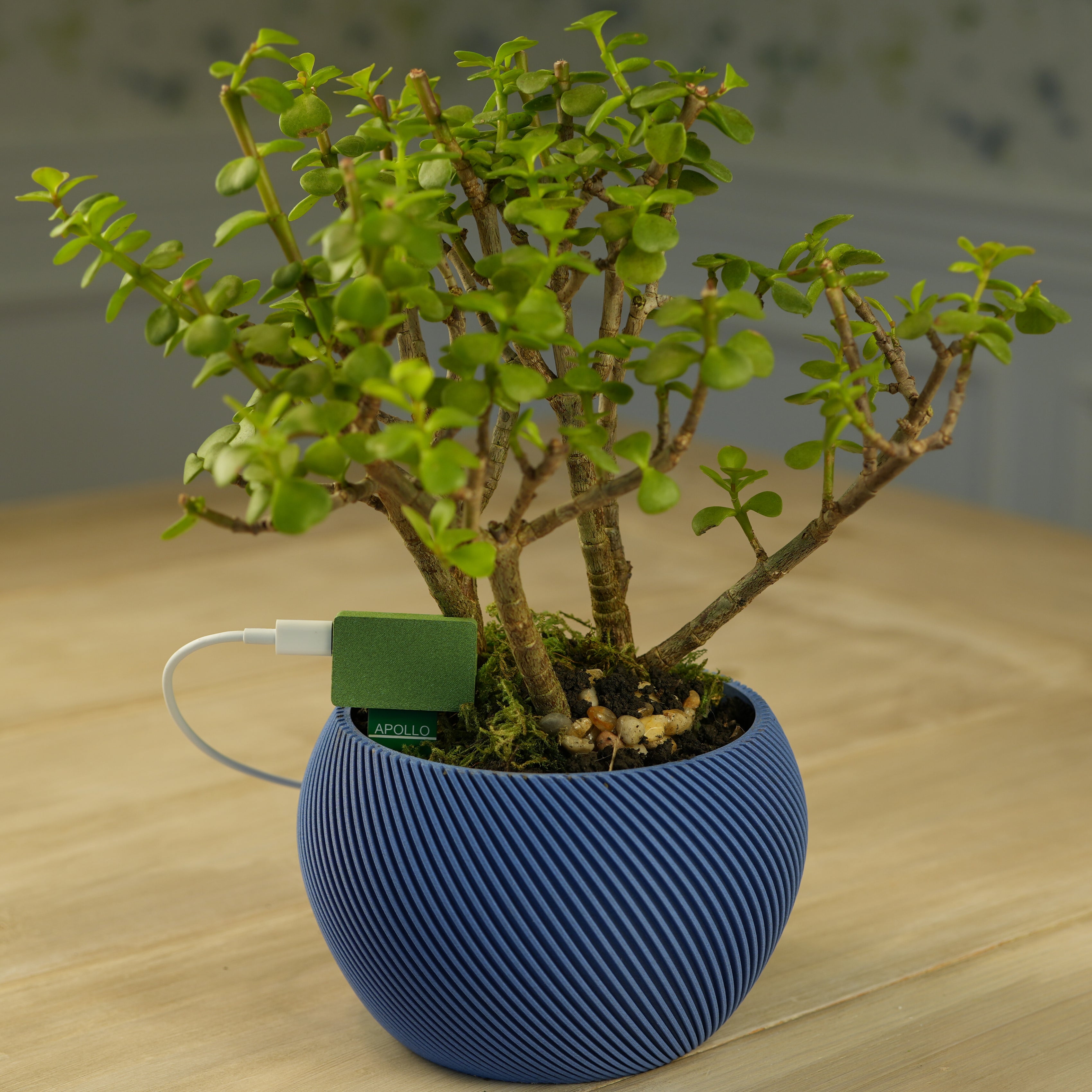 PLT-1 Ultimate Plant Sensor For Home Assistant | Apollo Automation