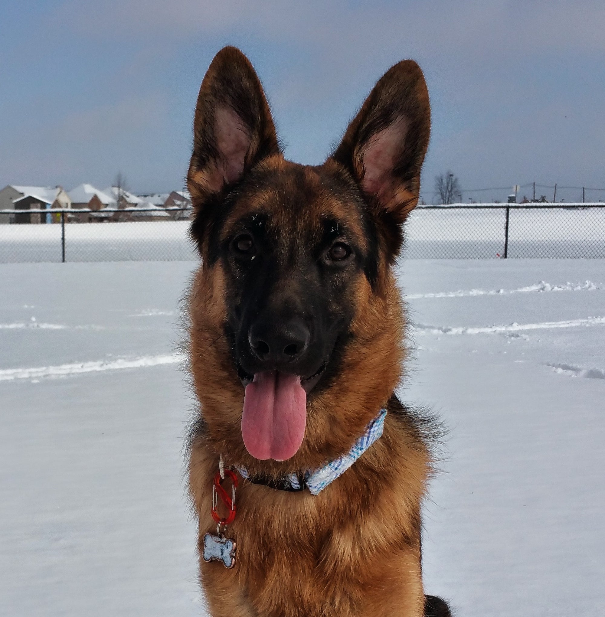 Apollo Automation Team