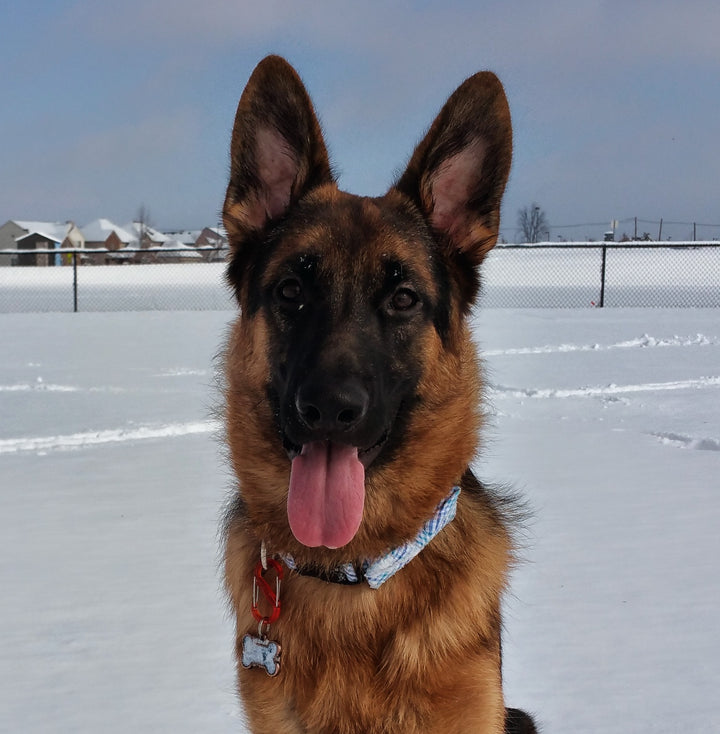 Apollo Automation Team