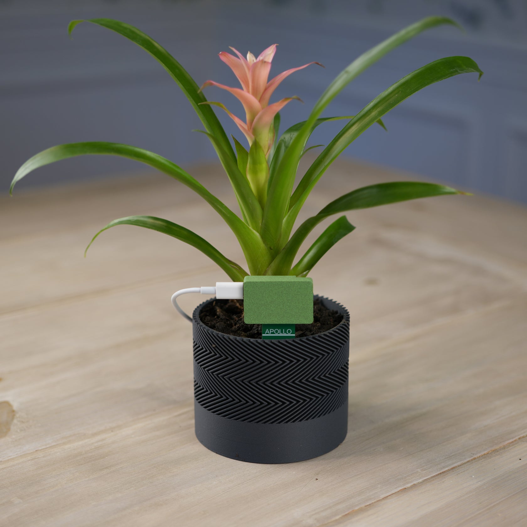 PLT-1 Ultimate Plant Sensor For Home Assistant | Apollo Automation