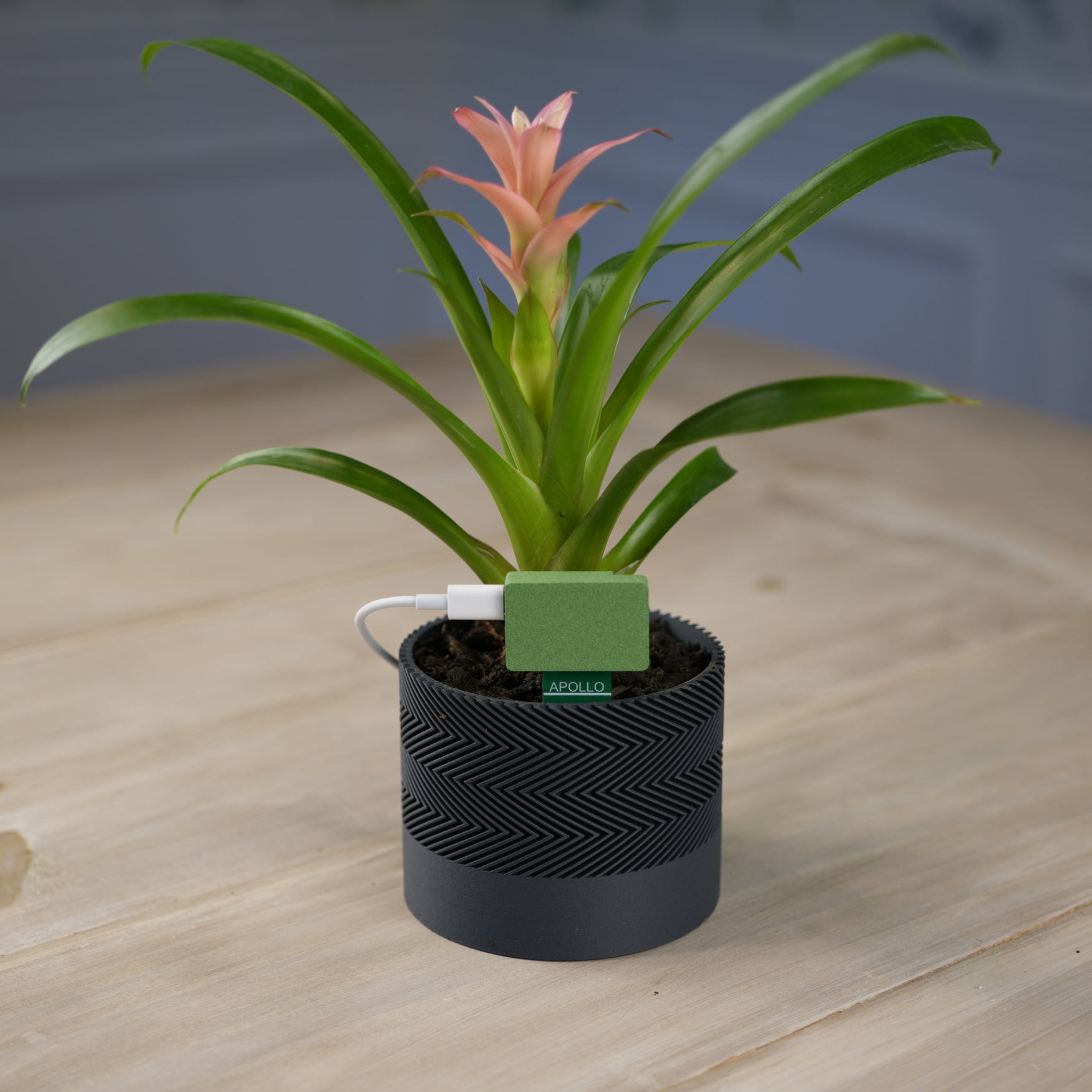 PLT-1 Ultimate Plant Sensor For Home Assistant | Apollo Automation